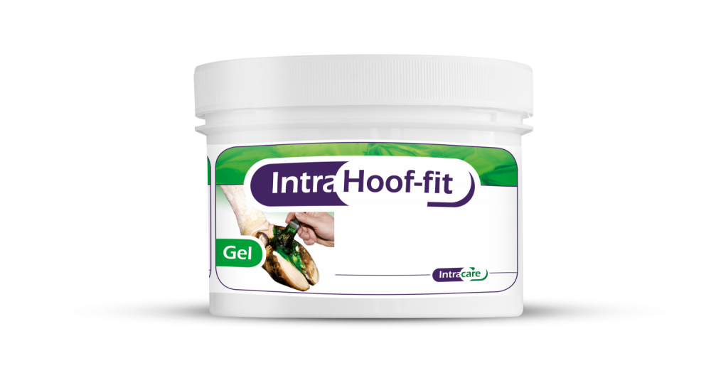 Intracare - optimal hoof care with Intra Hoof-fit Pharma gel for dairy ...